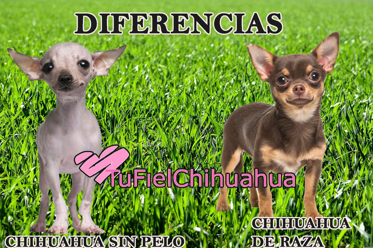 Descubre todo del chihuahua sin pelo o hairless