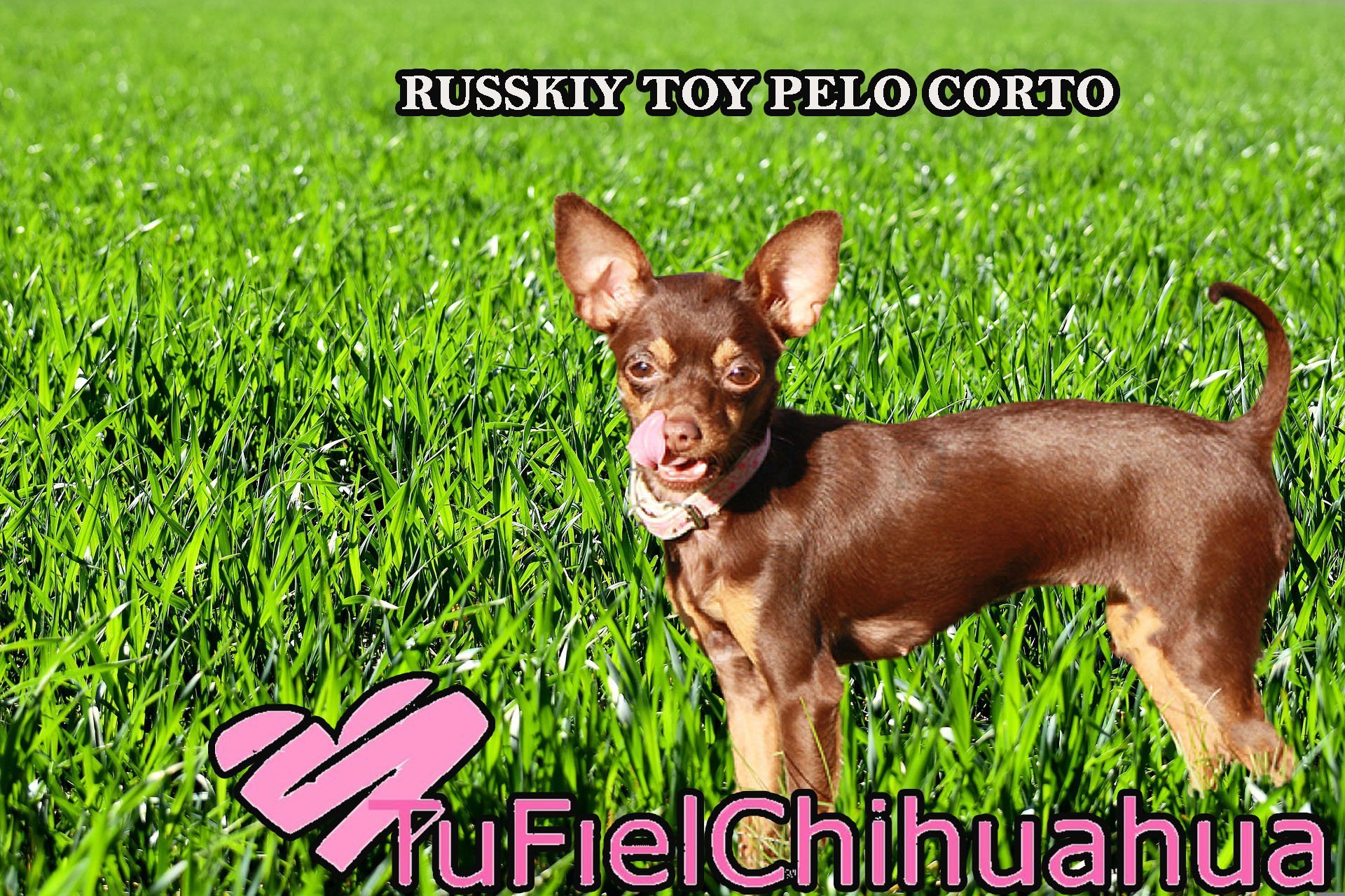 Chihuahua ruso VS Chihuahueño 【COMPARATIVA】