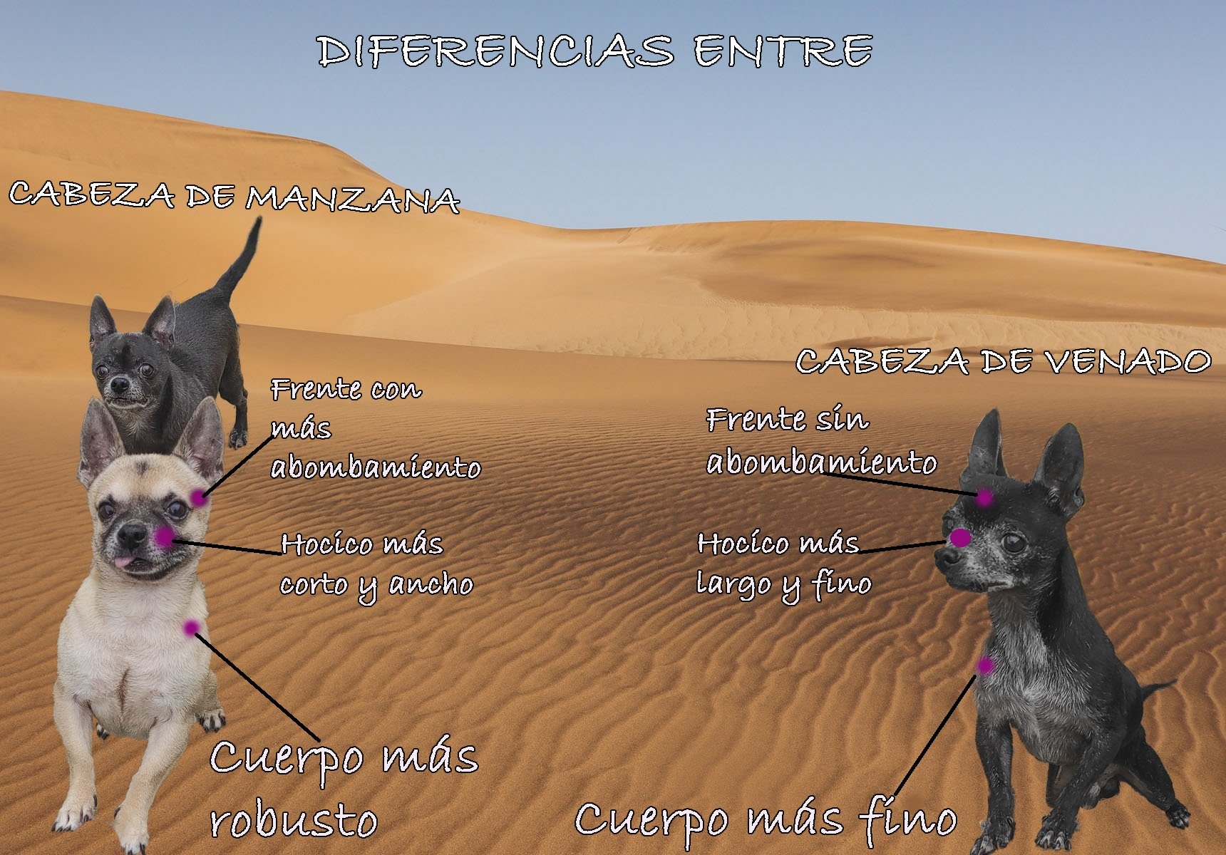 Chihuahua cabeza de venado【16 cosas que has de conocer】